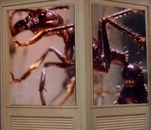 Giant Ants | Monster and Slashers Wiki | Fandom