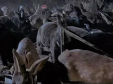 Giant Rabbits | Monster and Slashers Wiki | Fandom