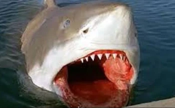 Great White | Monster and Slashers Wiki | Fandom
