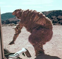 Mutant Sheep | Monster and Slashers Wiki | Fandom