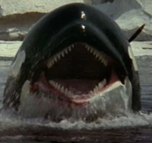 Orca | Monster and Slashers Wiki | Fandom