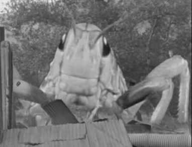 Giant Locusts | Monster and Slashers Wiki | Fandom