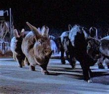 Giant Rabbits | Monster and Slashers Wiki | Fandom