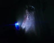 Ozhin | Monster and Slashers Wiki | Fandom