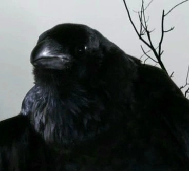 Crazed Ravens | Monster and Slashers Wiki | Fandom