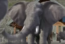 Zoombies | Monster and Slashers Wiki | Fandom