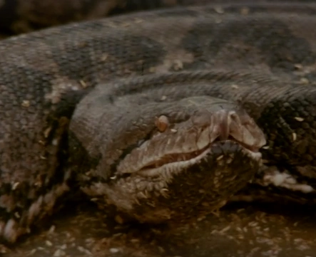 Kung Fu Python | Monster and Slashers Wiki | Fandom