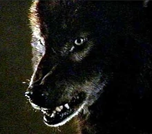 Wolfen | Monster and Slashers Wiki | Fandom