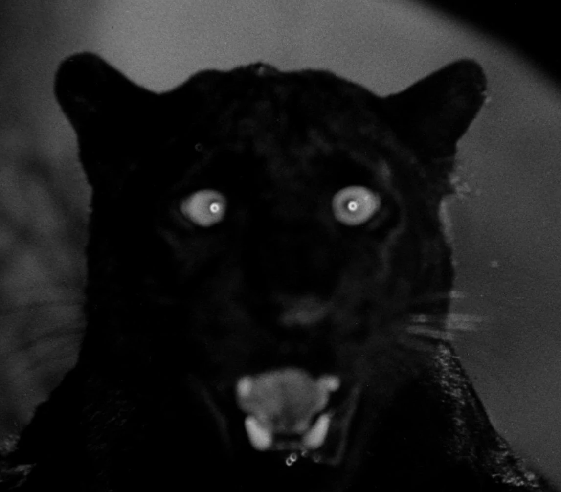 Category:Cats | Monster and Slashers Wiki | Fandom