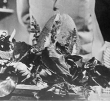 Audrey Jr. | Monster and Slashers Wiki | Fandom