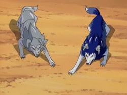 gray wolf anime