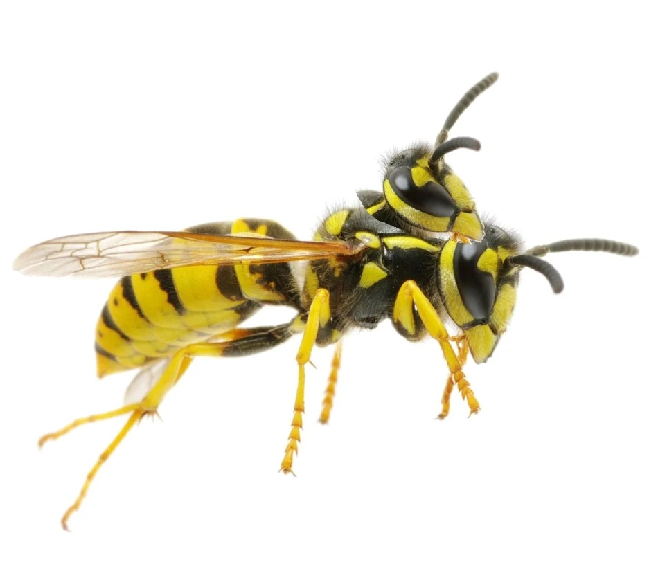 Two headed wasp | Monster school Wiki | Fandom