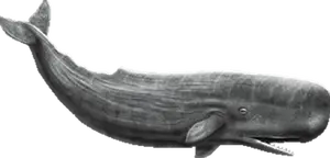 Moby Dick | Monster Wiki | Fandom