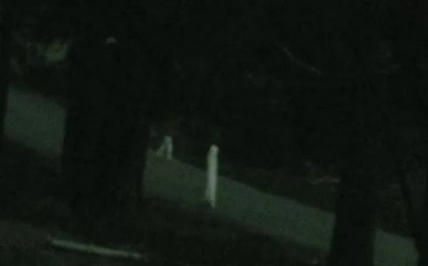 Fresno Nightcrawler | Monster Wiki | Fandom