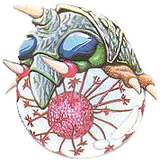 Metroid | Monster Wiki | Fandom