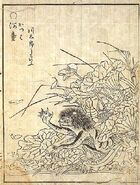 Kappa | Monster Wiki | Fandom