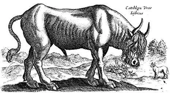 Catoblepas | Monster Wiki | Fandom