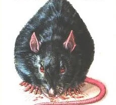 Mutant Rat | Monster Wiki | Fandom