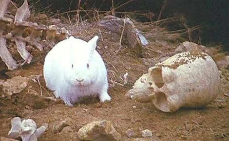Rabbit of Caerbannog | Monster Wiki | Fandom