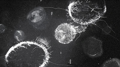 Uroboros | Monster Wiki | Fandom