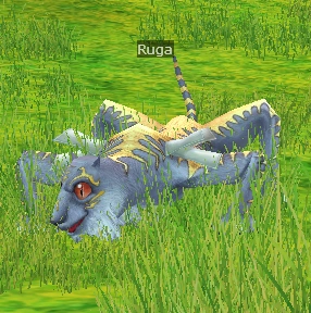 Ruga | Fiesta Online Wiki | Fandom