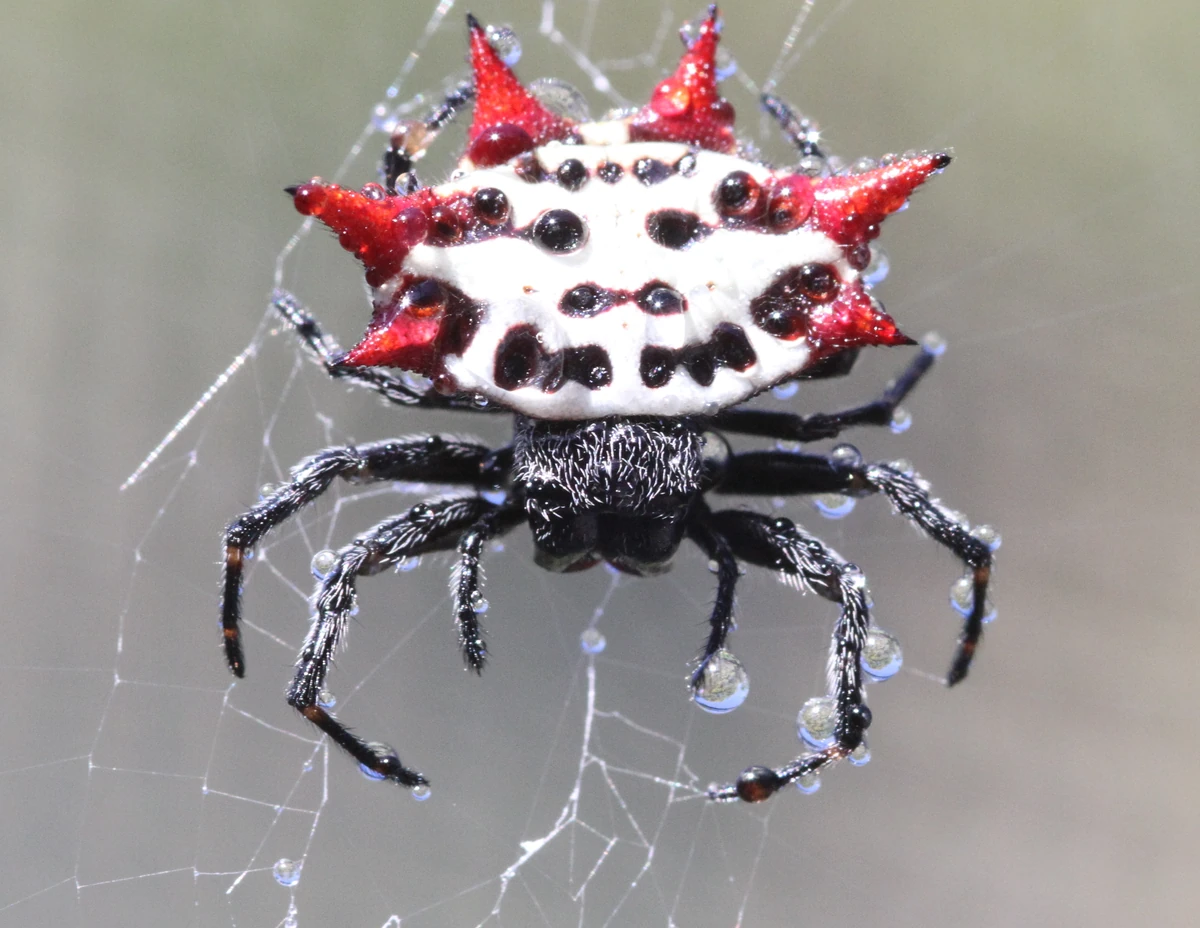 Spiny Orb-Weaver | Monster Bug Wars Wikia | Fandom