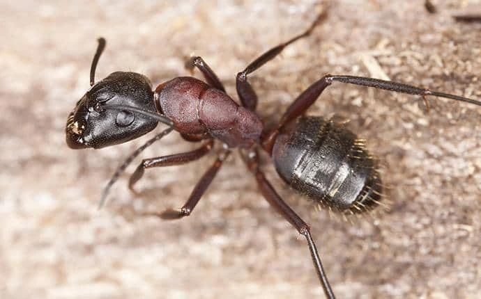 Carpenter Ant | Monster Bug Wars Wikia | Fandom