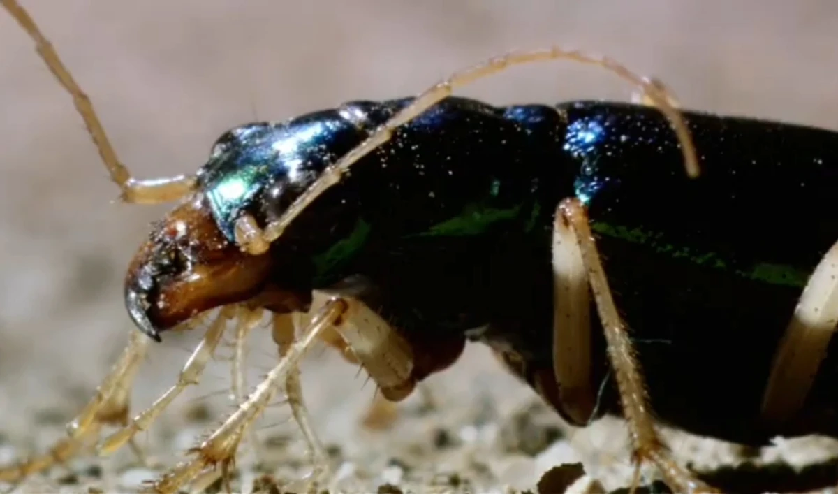 Desert Tiger Beetle | Monster Bug Wars Wikia | Fandom