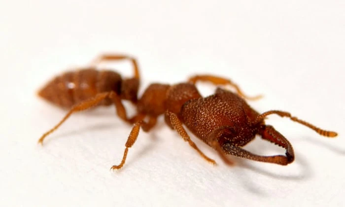 Dracula Ant | Monster Bug Wars Wikia | Fandom