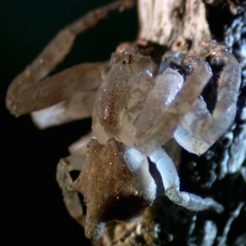 Crab Spider Monster Bug Wars Wikia Fandom