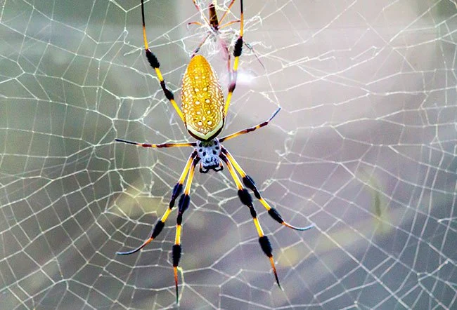 Golden Orb-Weaver | Monster Bug Wars Wikia | Fandom