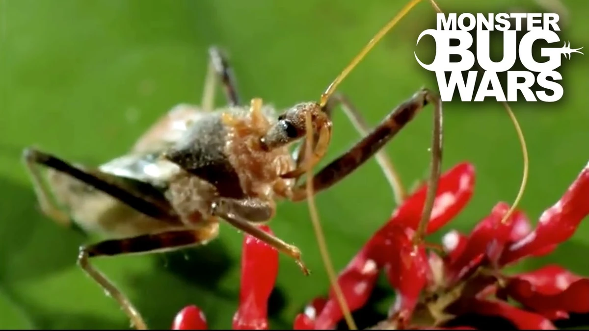 Bee-Killer Assassin Bug | Monster Bug Wars Wikia | Fandom