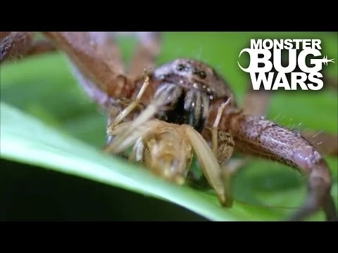 Giant Banded Huntsman | Monster Bug Wars Wikia | Fandom