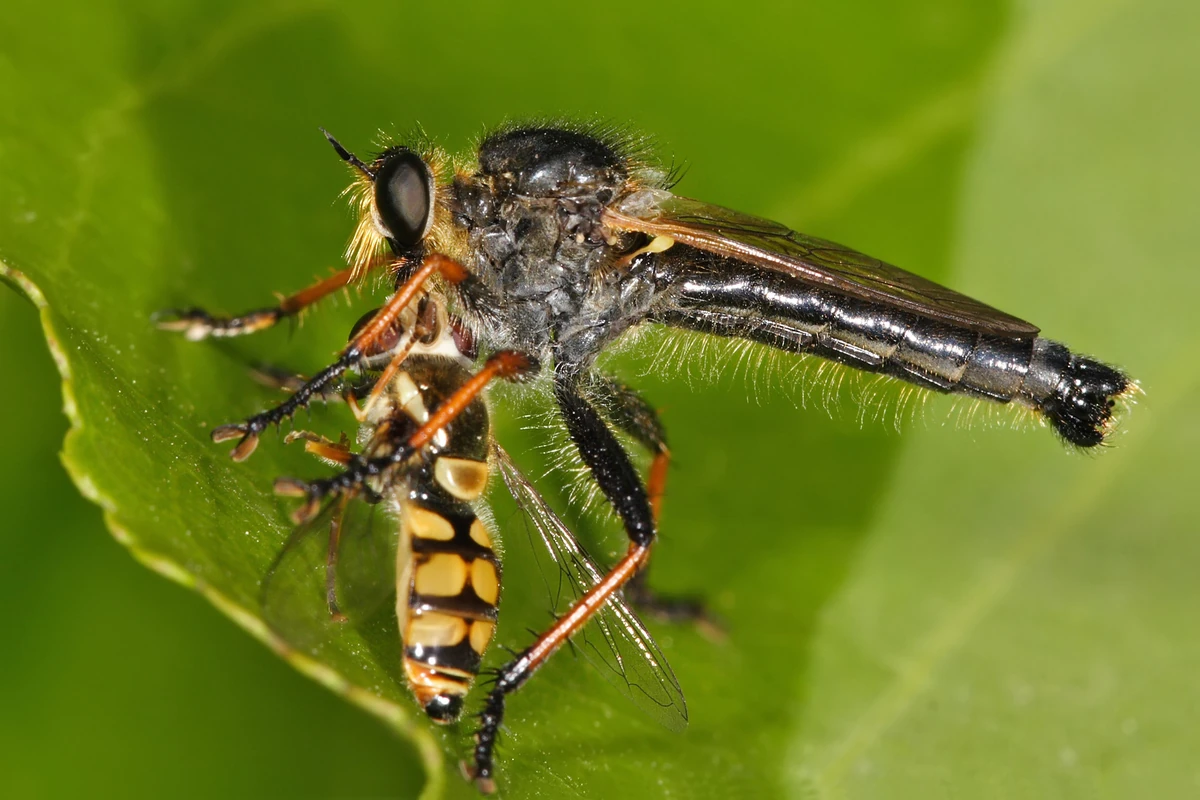 Robber Fly | Monster Bug Wars Wikia | Fandom