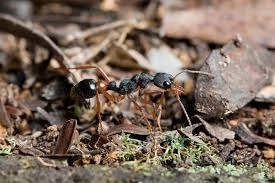 Inchman Ant | Monster Bug Wars Wikia | Fandom