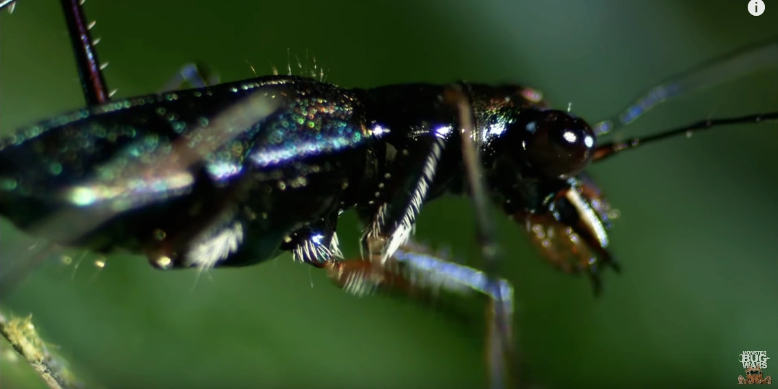 Category:Armored Bugs | Monster Bug Wars Wikia | Fandom