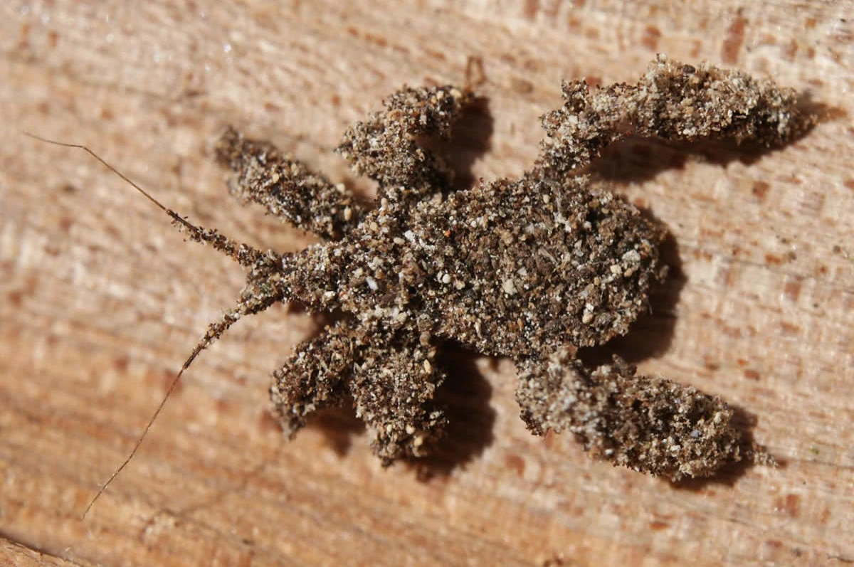 Masked Hunter | Monster Bug Wars Wikia | Fandom