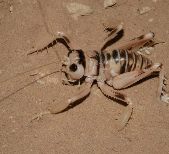 Dune Cricket Monster Bug Wars Wikia Fandom