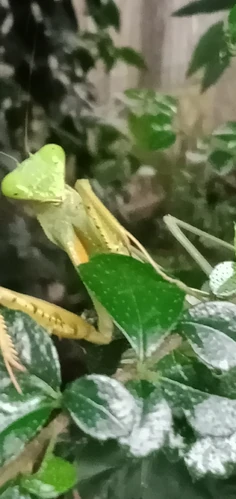 Giant Asian Mantis Monster Bug Wars Wikia Fandom