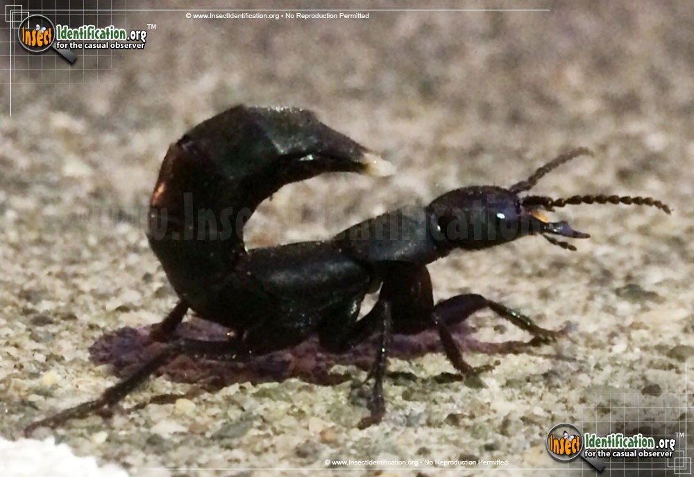 Devil's Coach Horse Beetle | Monster Bug Wars Wikia | Fandom