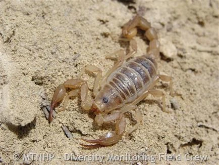 Northern Scorpion Monster Bug Wars Wikia Fandom