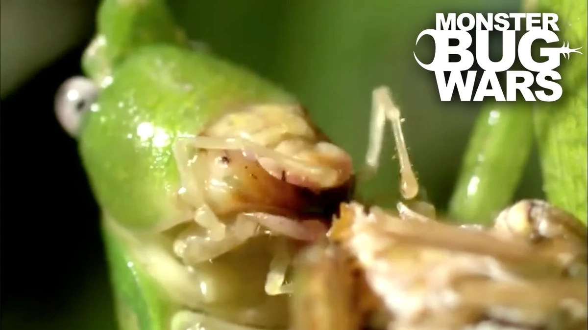 Destructive Katydid | Monster Bug Wars Wikia | Fandom