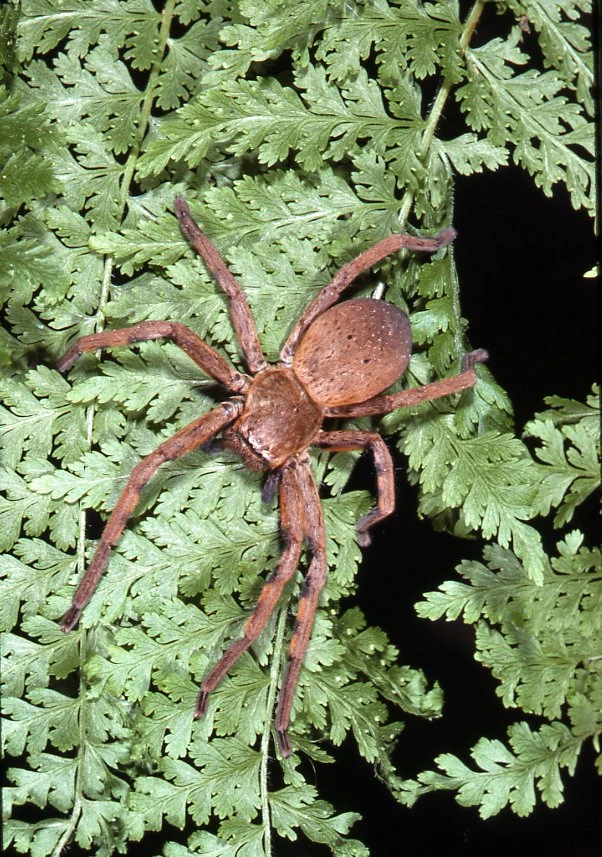 Badge Huntsman | Monster Bug Wars Wikia | Fandom