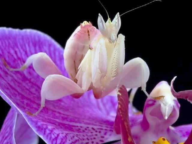 Orchid Mantis Monster Bug Wars Wikia Fandom
