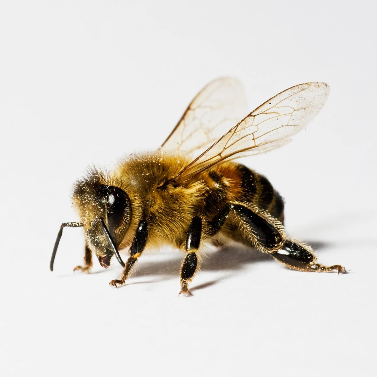 Bee | Monster Bug Wars Wikia | Fandom