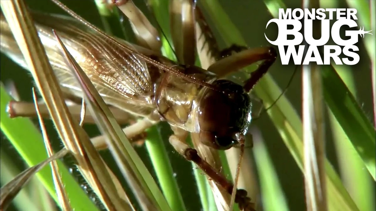 Bulldog Raspy Cricket | Monster Bug Wars Wikia | Fandom