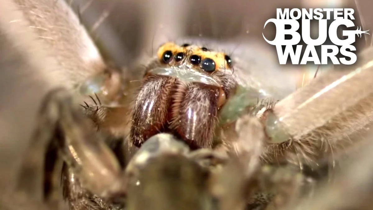 Category:Huntsman Spiders | Monster Bug Wars Wikia | Fandom