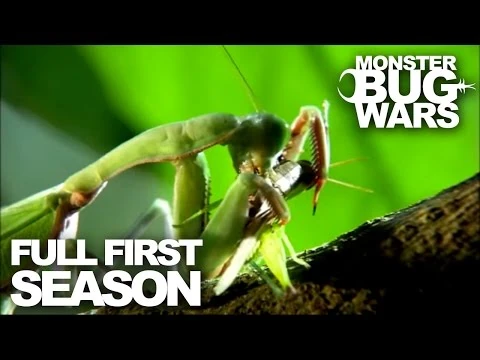 Season 1 | Monster Bug Wars Wikia | Fandom