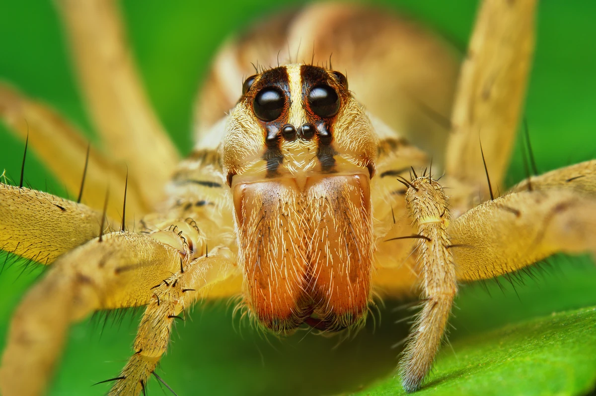 Rabid Wolf Spider | Monster Bug Wars Wikia | Fandom