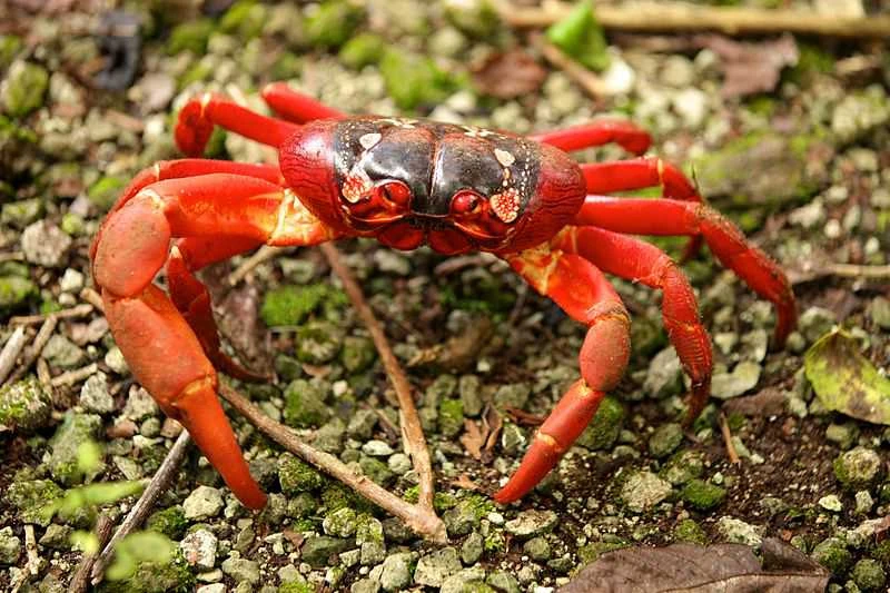 Christmas Island Red Crab | Monster Bug Wars Wikia | Fandom